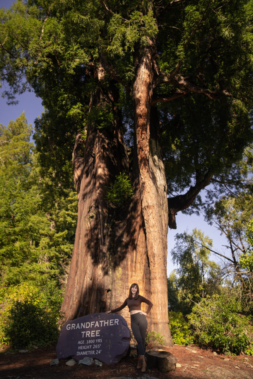 Exploring The Best Stops Along Avenue of the Giants - Jordan Gassner ...