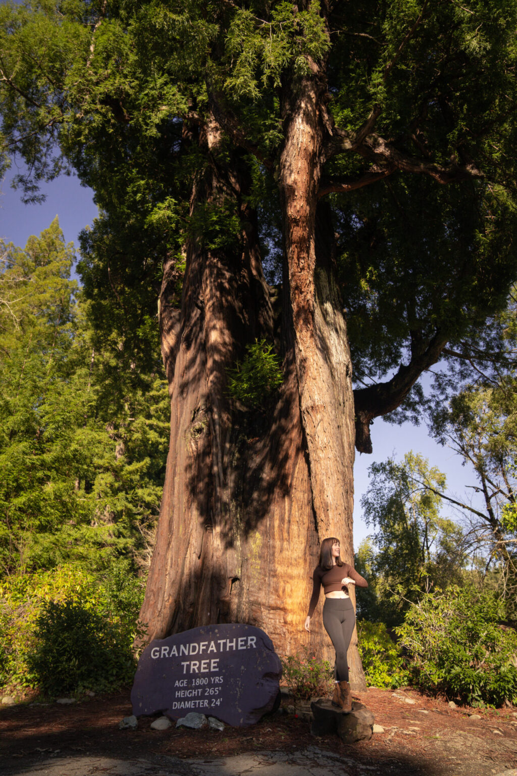 Exploring The Best Stops Along Avenue of the Giants - Jordan Gassner ...