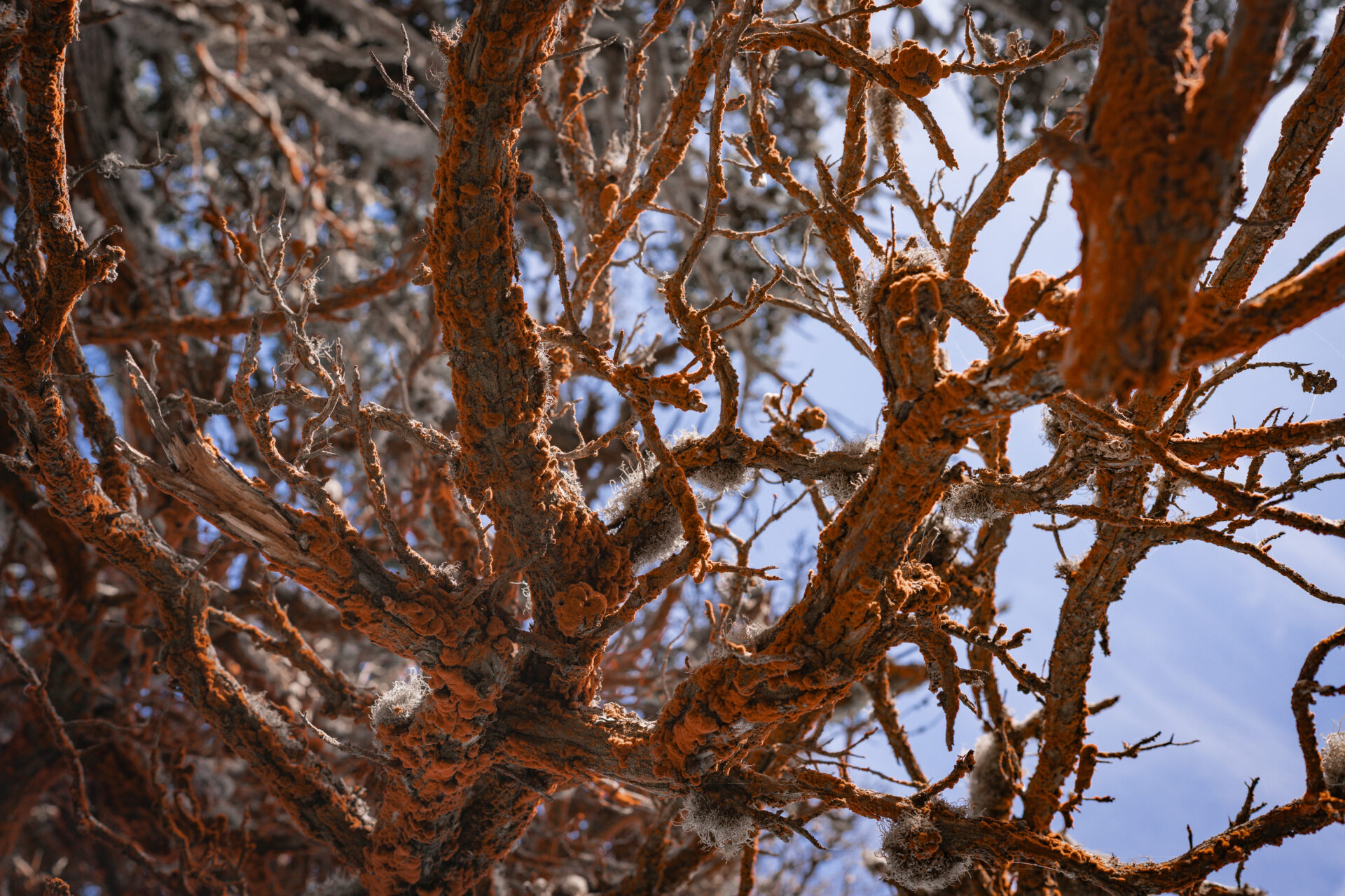 A Long Weekend in Big Sur: A March 2025 Roadtrip - Jordan Gassner ...
